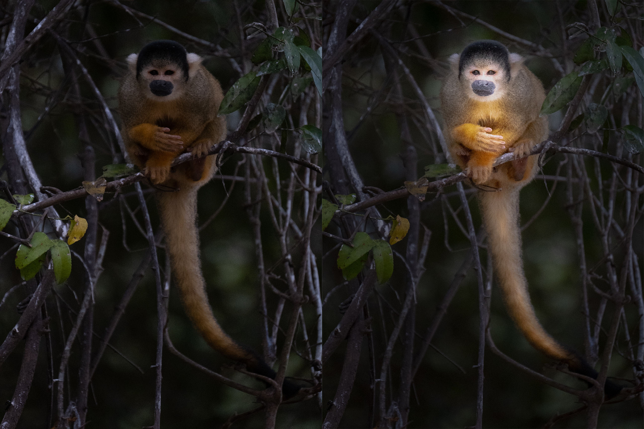 Monkey Matters with Adobe Lightroom | Tutorial | Adobe Lightroom
