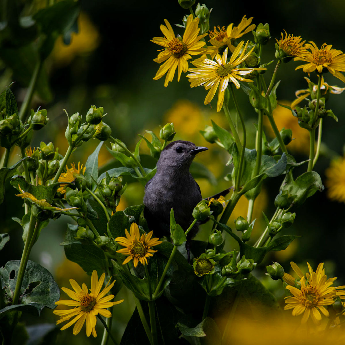 Curious Catbird | Edit | Photoshop Lightroom