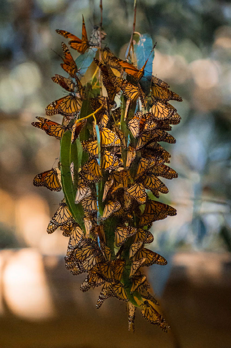 Monarch butterflies in Santa Cruz | Edit | Photoshop Lightroom