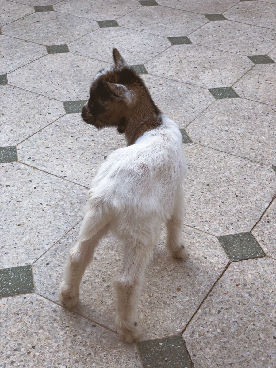 Goat | Edit | Photoshop Lightroom