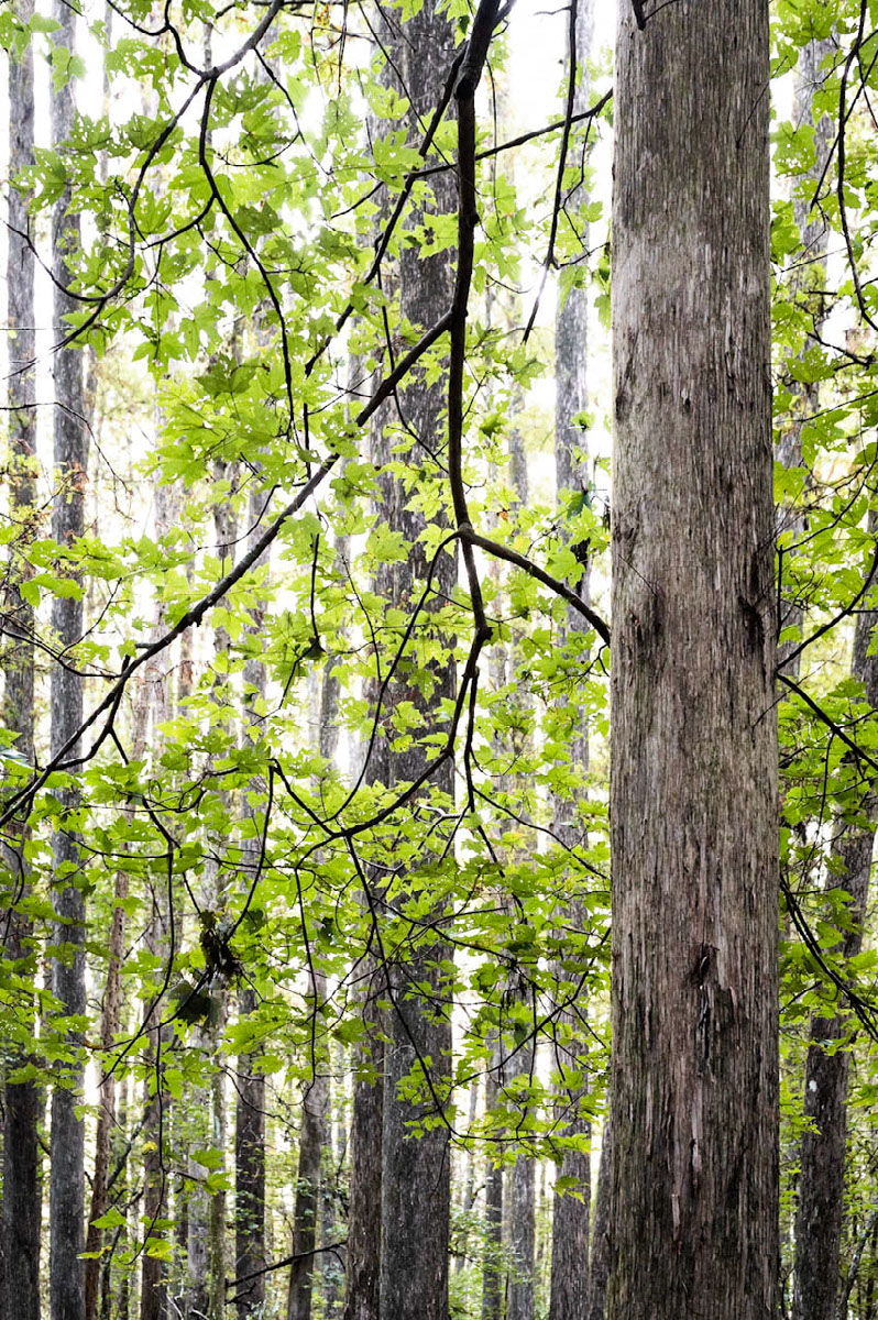 Trees | Edit | Photoshop Lightroom