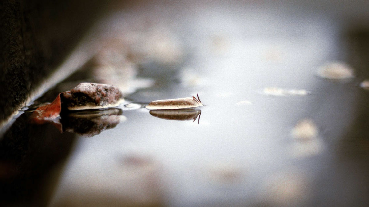 Slug in a puddle | Edit | Photoshop Lightroom